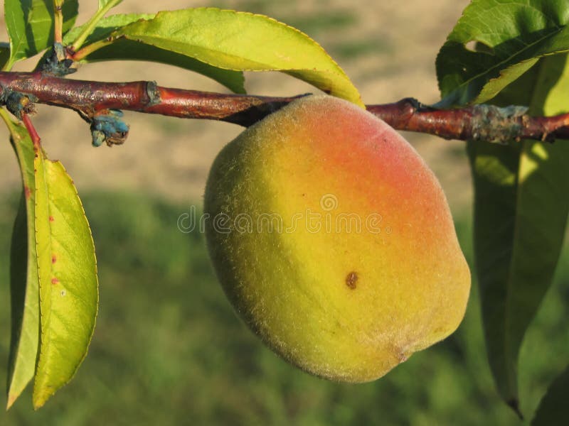 Red Peaches on Tree Branches in a Cultivated Land in Tuscany, Italy ...