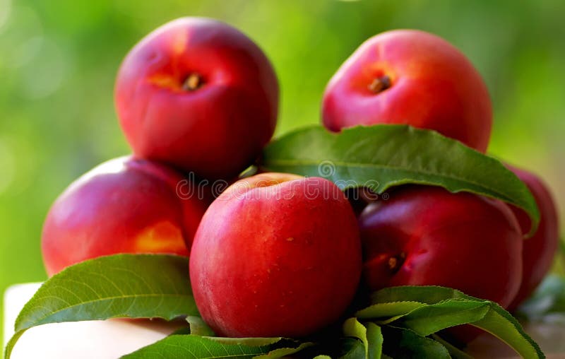 Red peachs. stock photo. Image of mature, healthy, peach - 16547906
