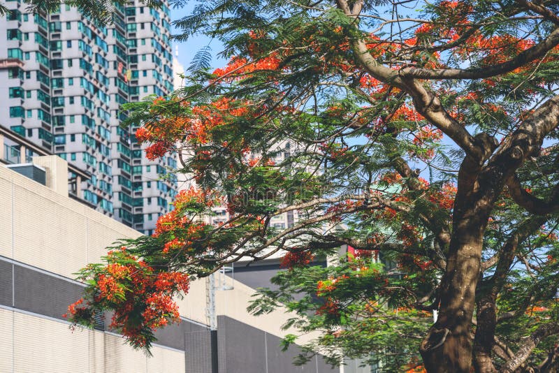 Red Peacock Flowers or the Flame Tree, May 21 2023 Editorial ...
