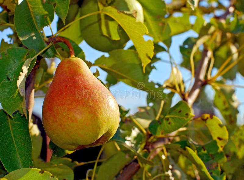 Red pear stock photo. Image of leave, reap, autumn, pear - 21188364