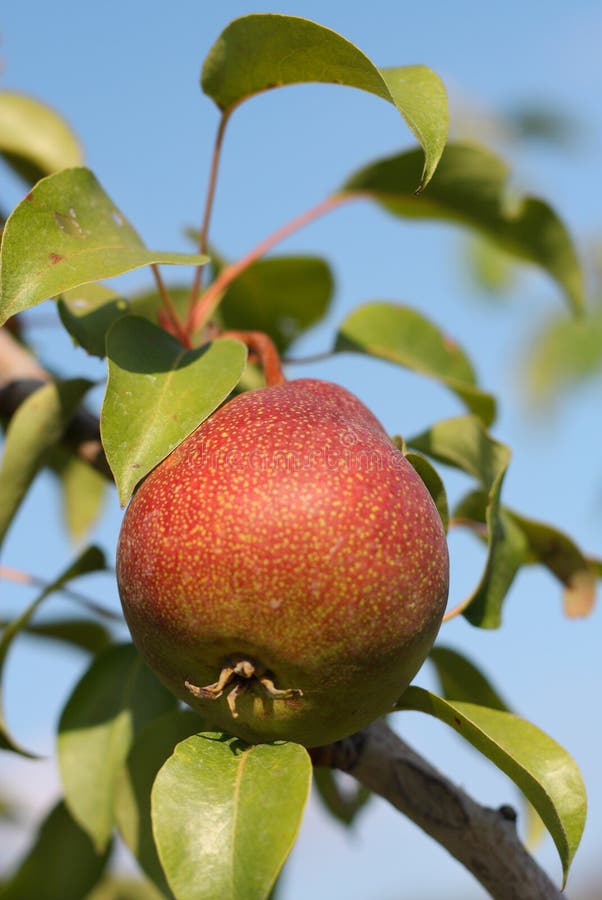 Red pear on branch. stock image. Image of crop, fruits - 10640505