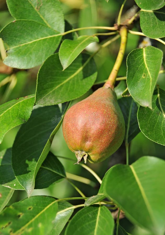 Red pear on the branch stock image. Image of health, calories - 32053063