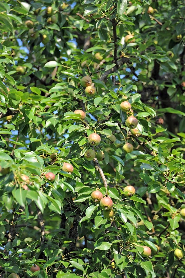 Red pear on the branch stock image. Image of plant, food - 32053109