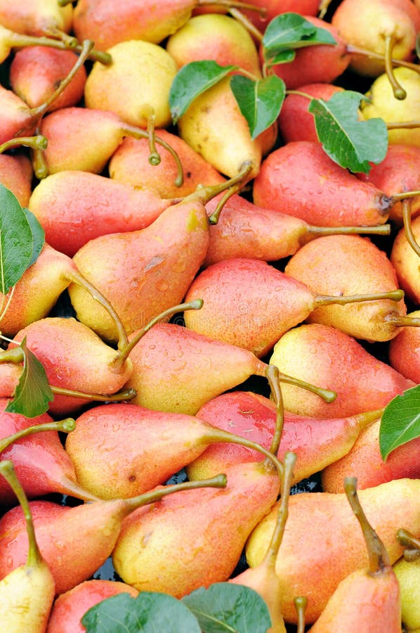 Red pears stock photo. Image of vegetable, ingredient - 23368608