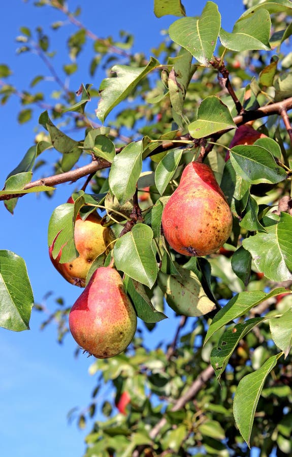 Red pears on a branch stock image. Image of leaves, pears - 33675695