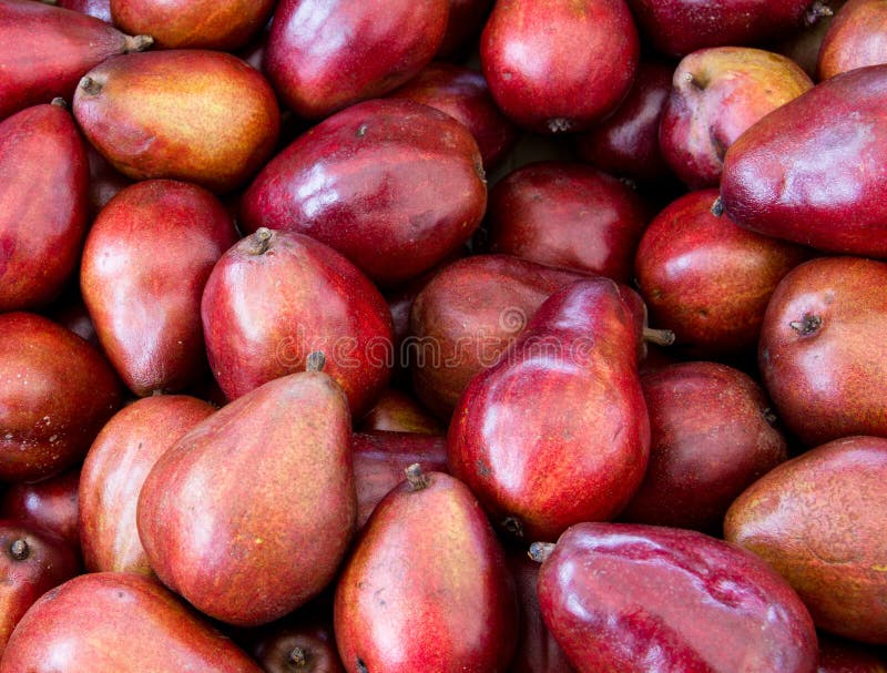 Red pears on display stock image. Image of growing, ripe - 20609369