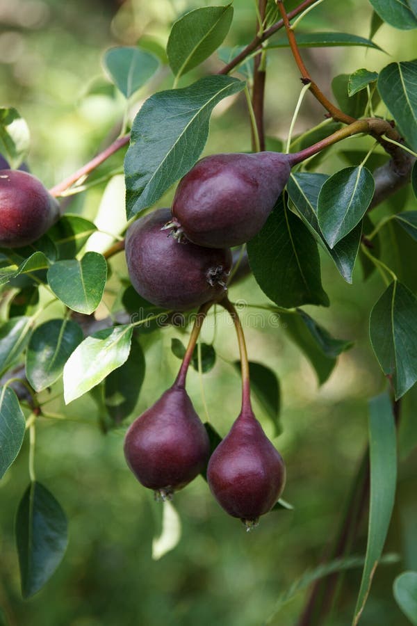 Red Pears Grow and Spit on a Tree in a Beautiful Fruit Garden Stock ...