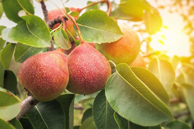 Red Pears Grows on a Branch among the Green Foliage on Pear Tree Stock ...
