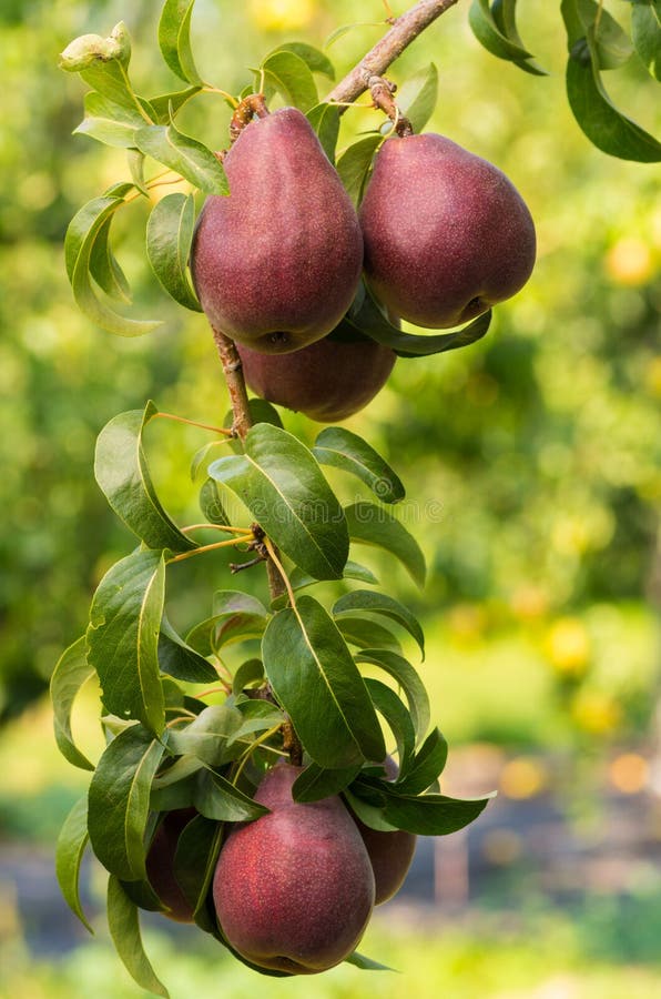 Ripe Red Pears on Tree Ready To Harvest Stock Photo - Image of cooking ...