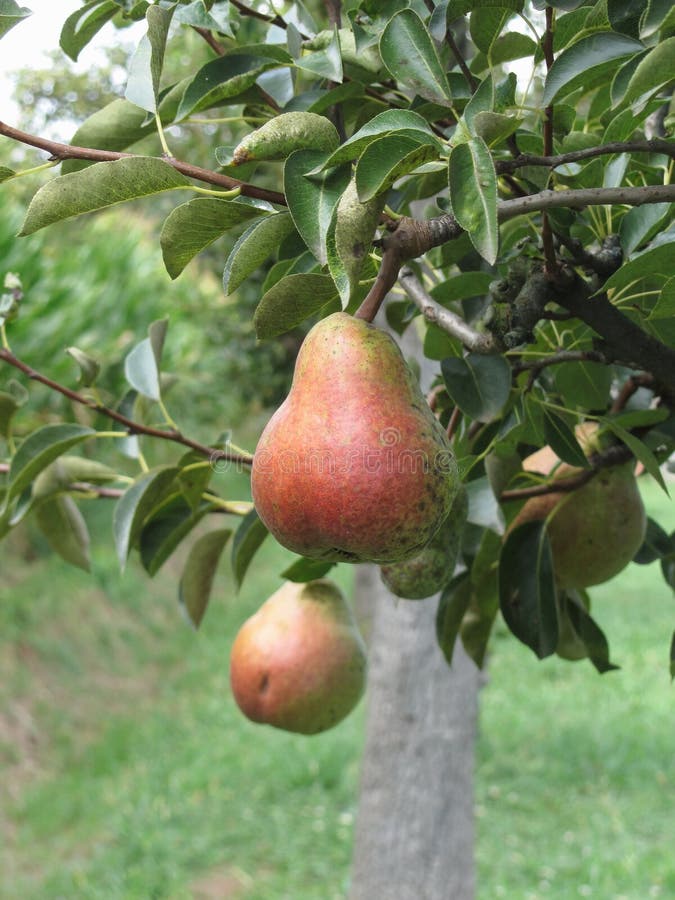 Red Pears Hanging on the Tree . Tuscany, Italy Stock Photo - Image of ...