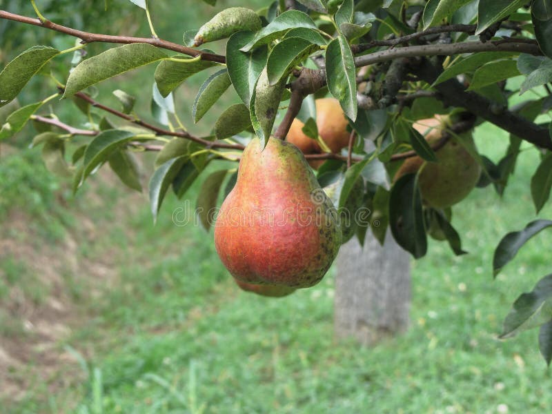 Red Pears Hanging on the Tree . Tuscany, Italy Stock Photo - Image of ...