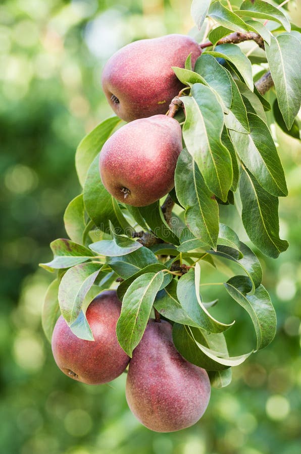 Red Pears Hanging on the Tree Stock Image - Image of season, green ...
