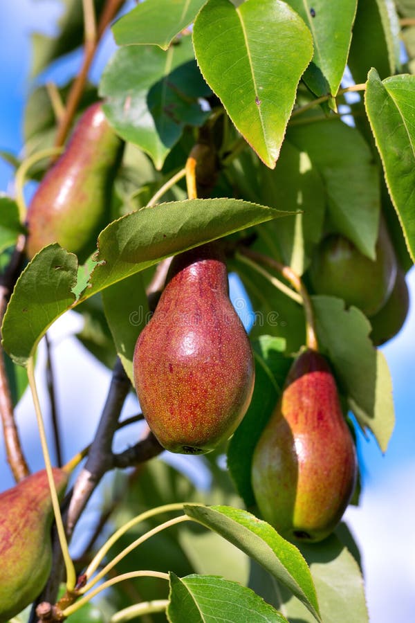 Red pears on tree stock photo. Image of plant, attractive - 96830690
