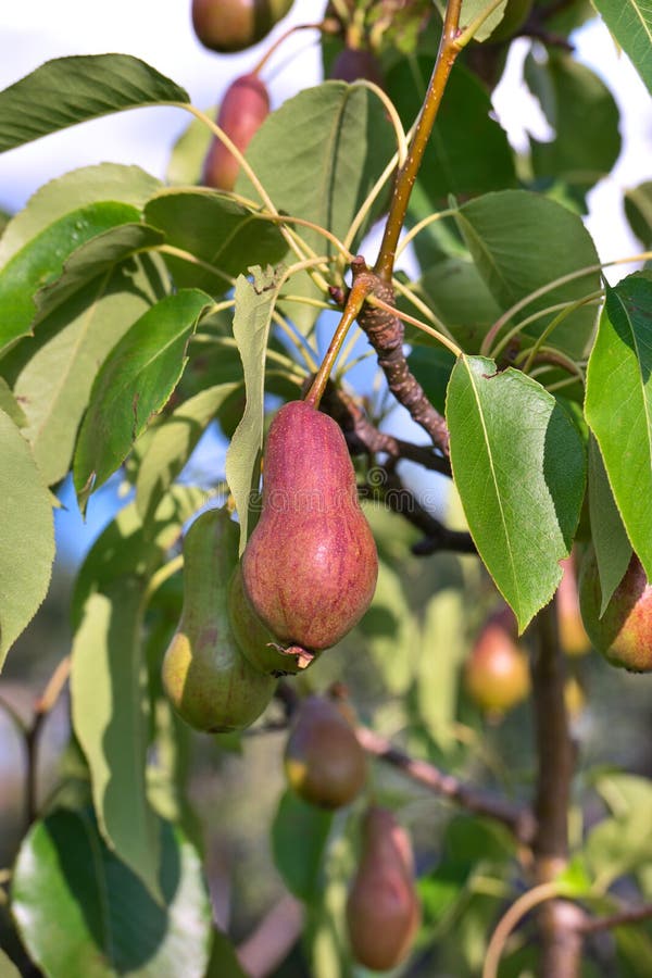 Red pears on tree stock photo. Image of leaves, saturated - 108114872