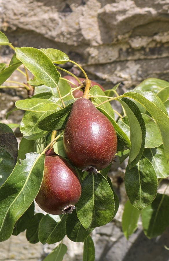 Red pears on a tree stock photo. Image of nature, leaf - 157772884