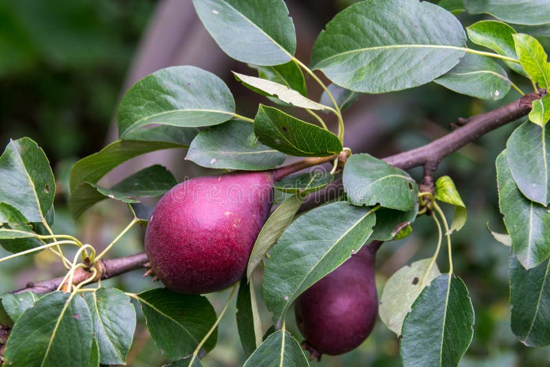 Purple Pears Orchard Stock Photos - Free & Royalty-Free Stock Photos ...