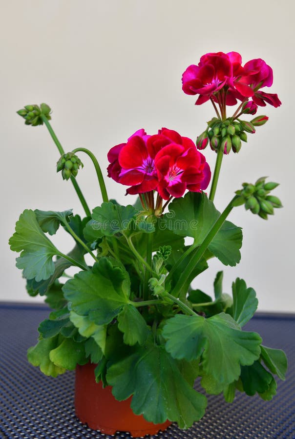 Red_pelargonium in Flower Box Stock Image - Image of spring, geranium ...