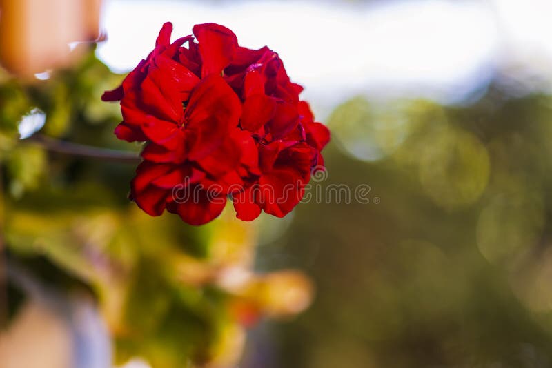 Red Pelargonium in the Garden. Stock Image - Image of garden, flower ...