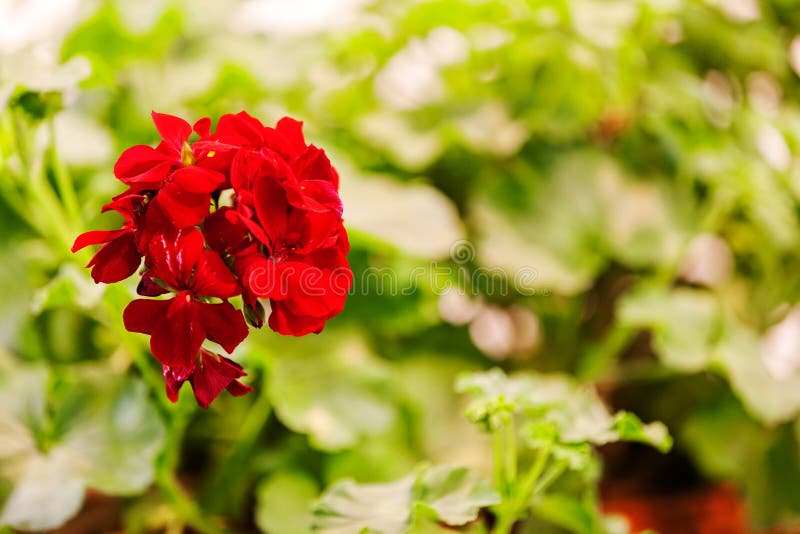 Red pelargonium stock photo. Image of closeup, beautiful - 84892834