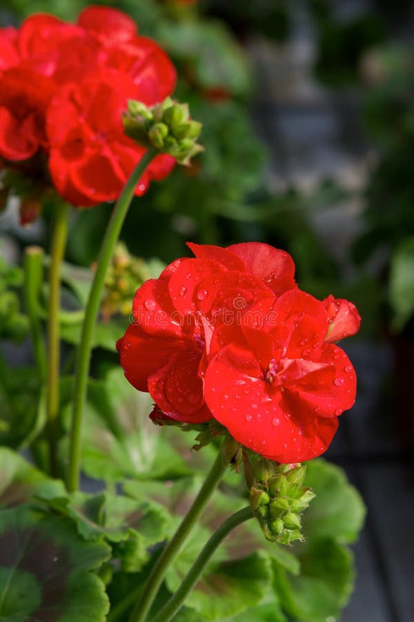 Red pelargonium rings stock photo. Image of drops, ornamental - 13236852