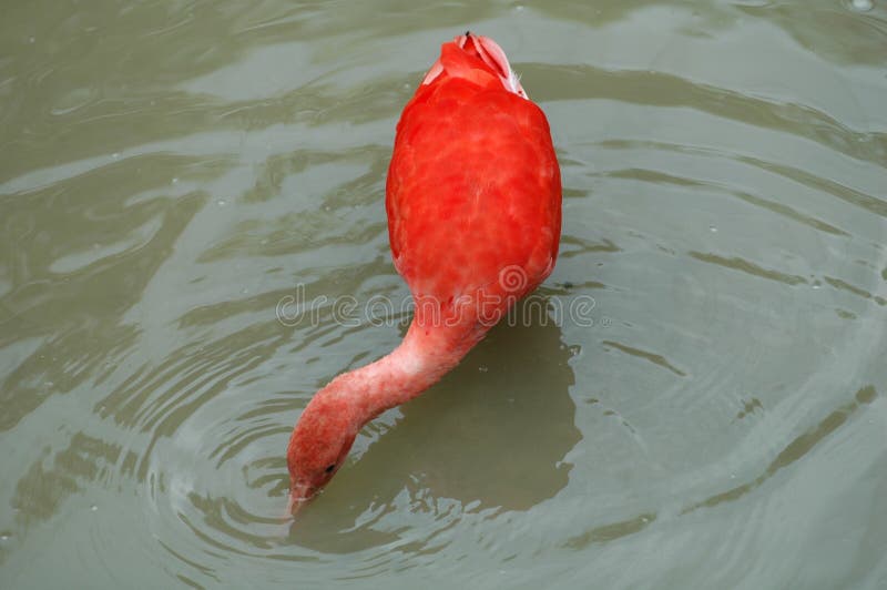 The red pelican bird stock image. Image of pelican, peak - 86301469