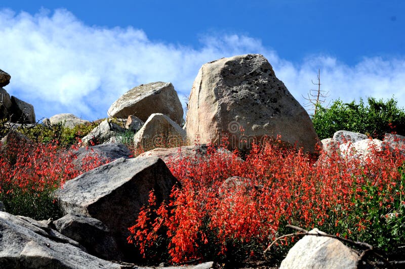 Red Penstemon and rocks stock photo. Image of sunny, terrain - 15466020