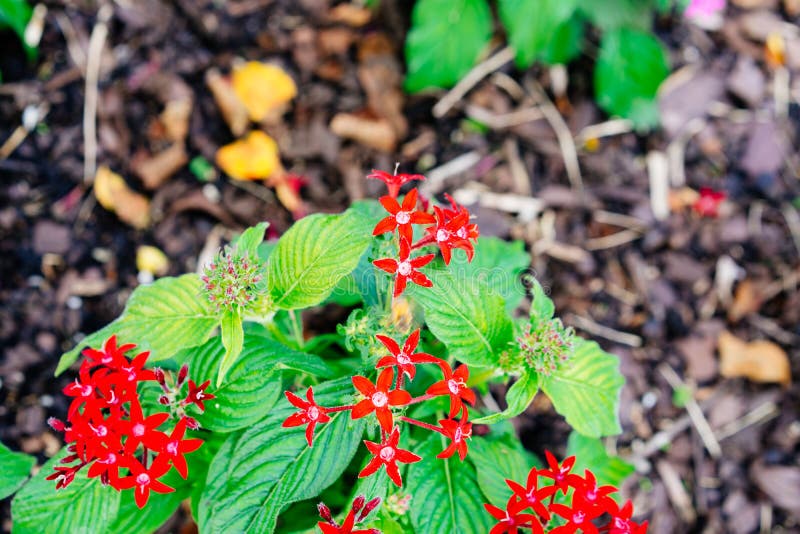 Pentas lanceolata flower stock photo. Image of gold - 165982520