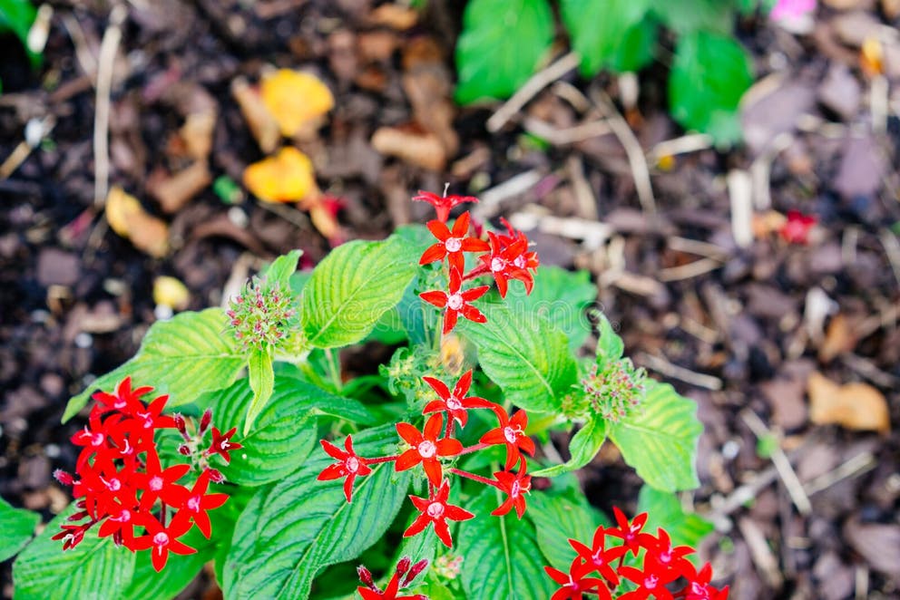 Pentas lanceolata flower stock photo. Image of gold - 165982520