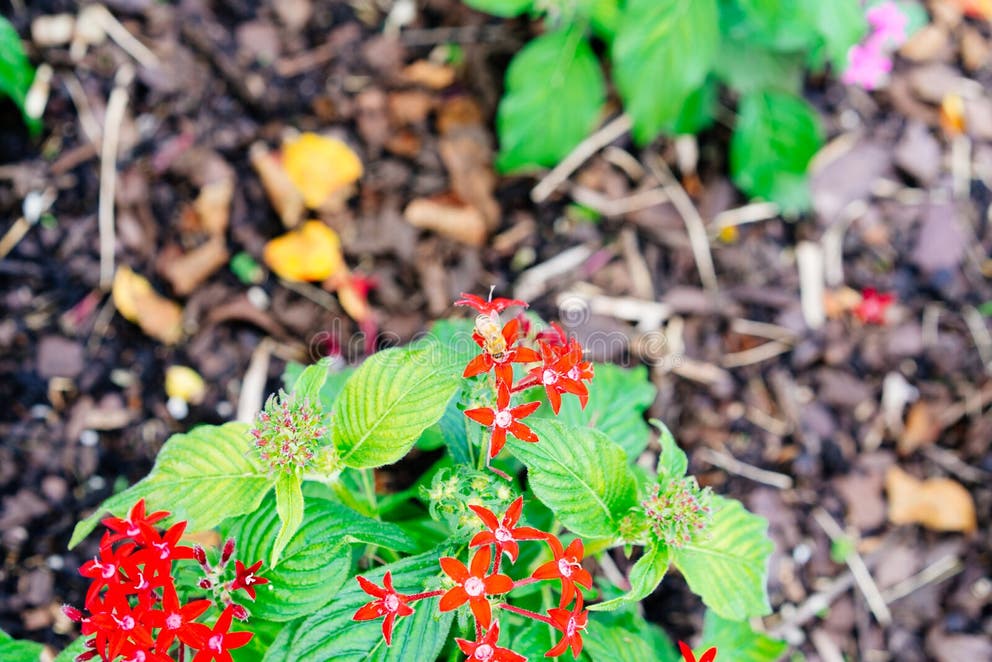 Pentas lanceolata flower stock image. Image of color - 165982527