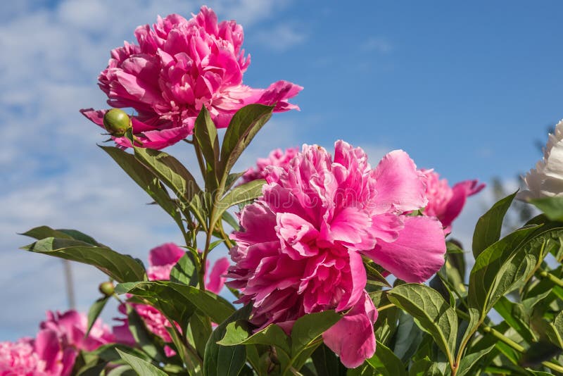 Ornamental Peones Stock Photos - Free & Royalty-Free Stock Photos from ...