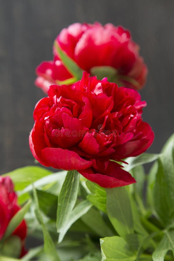 Red Peonies stock photo. Image of spring, valentine, nature - 55235146