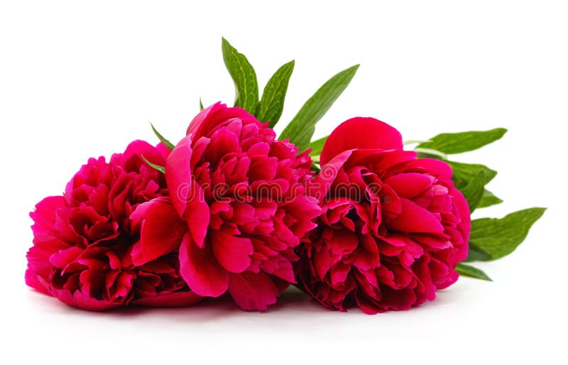 Red peonies bouquet stock photo. Image of blossom, summer - 279714592