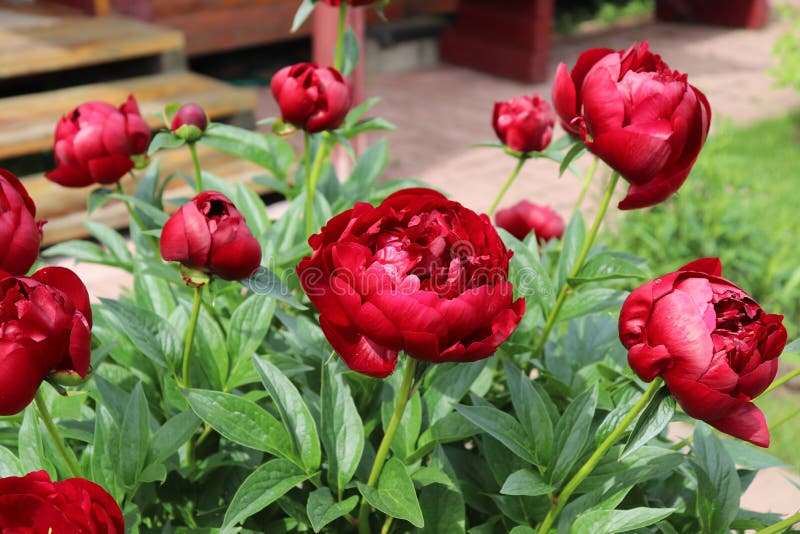Red Peonies Inte Green Garden Stock Image - Image of inte, peony: 189671003