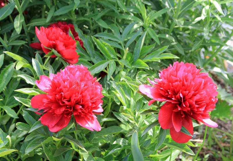 Red Peonies stock image. Image of bloom, color, flower - 108198699