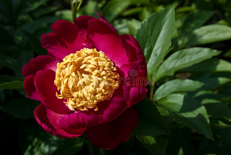 915 Peony Deep Red Stock Photos - Free & Royalty-Free Stock Photos from ...