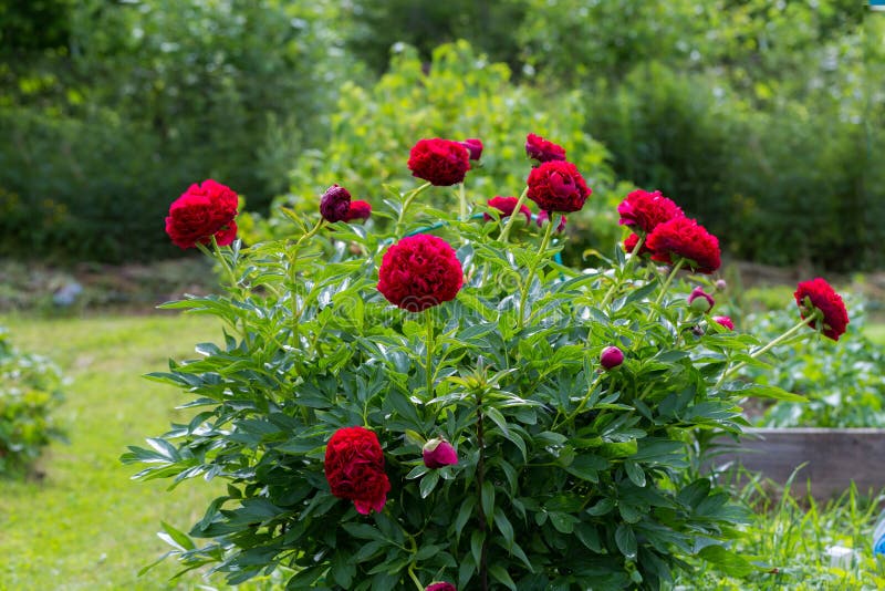 Red Peony Officinalis Command Performance in the Garden Stock Photo ...