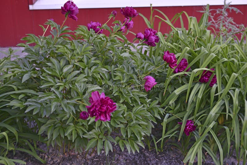 Red Peony Bushes with Greenery in the City Stock Photo - Image of peony ...
