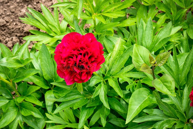Red Peony Flower in the Garden Stock Photo - Image of close, leaf ...