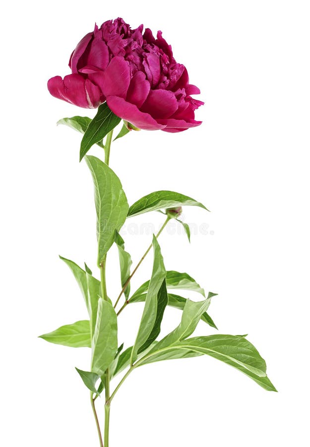 Red Peony Flower Isolated on White Background, Selective Focus ...