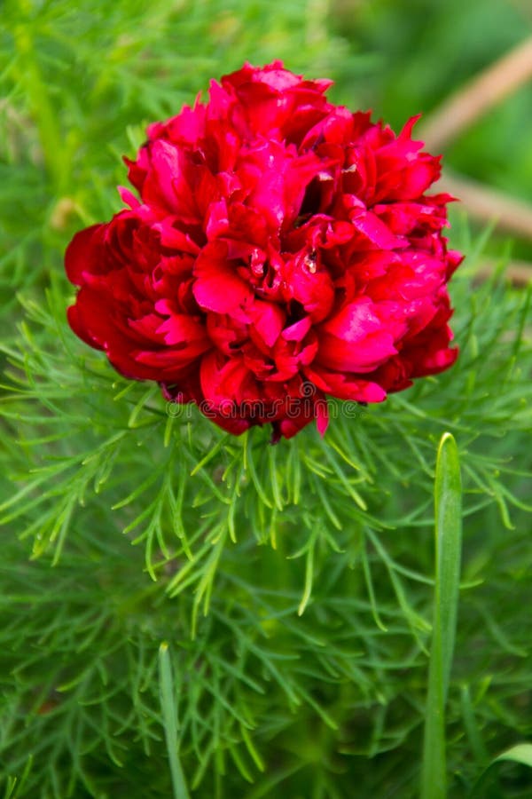 Red Peony Flower Paeonia Tenuifolia Stock Image - Image of botanical ...