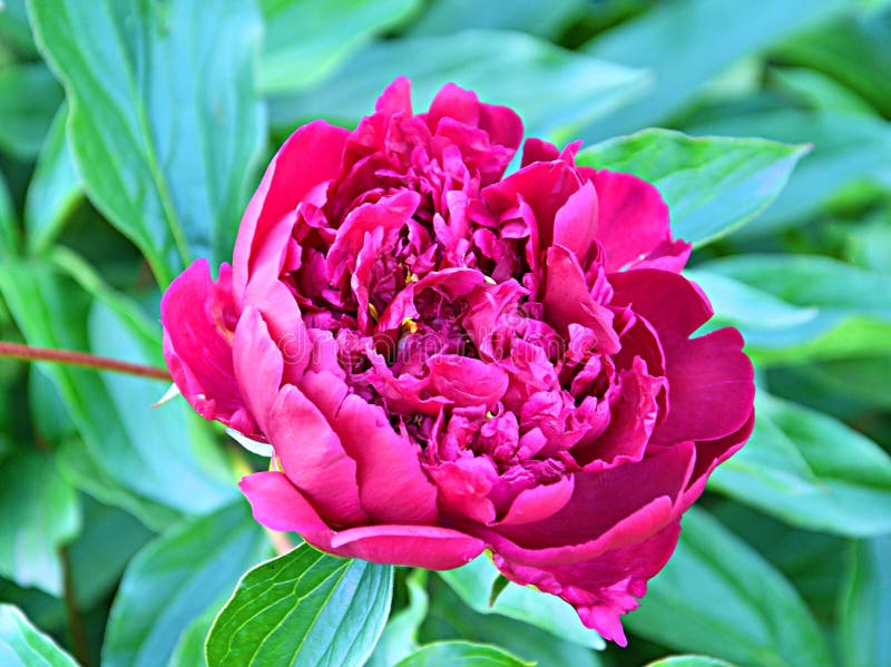 Red peony flower stock photo. Image of flower, beautiful - 188120186