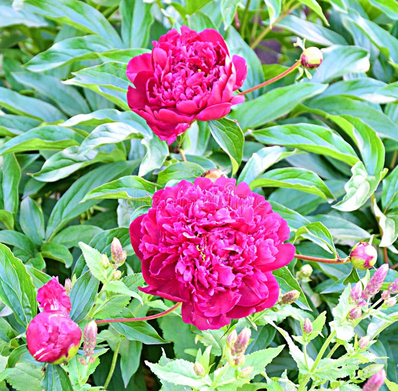 Red peony flower stock image. Image of blooming, leaf - 188120223