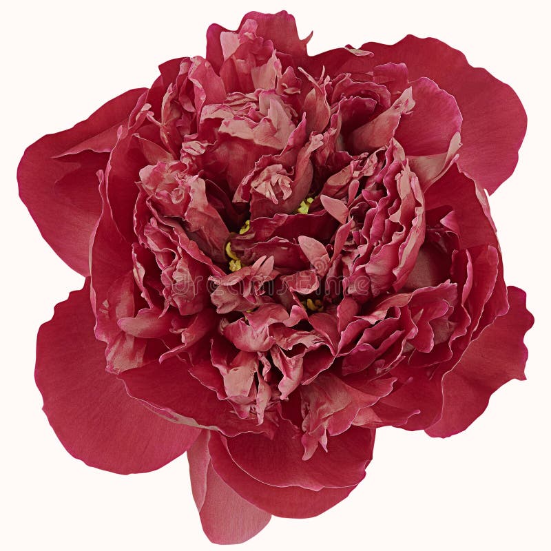 Red peony isolated stock image. Image of decorative, fresh - 97403329