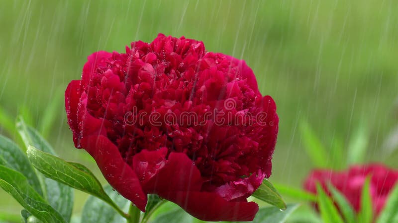Rain Falling Over a Calm Marsh with Overgrown Reeds and Cloudy Sky ...