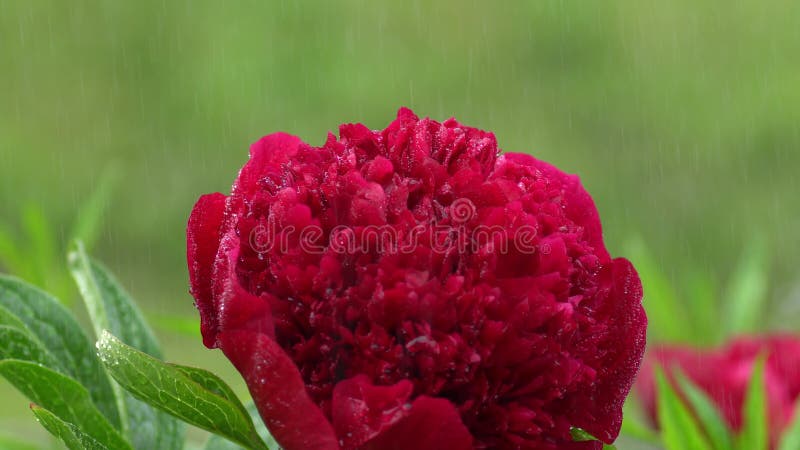 Rain Falling Over a Calm Marsh with Overgrown Reeds and Cloudy Sky ...