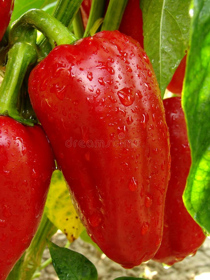 Red pepper stock photo. Image of capsicum, harvest, green - 20869392