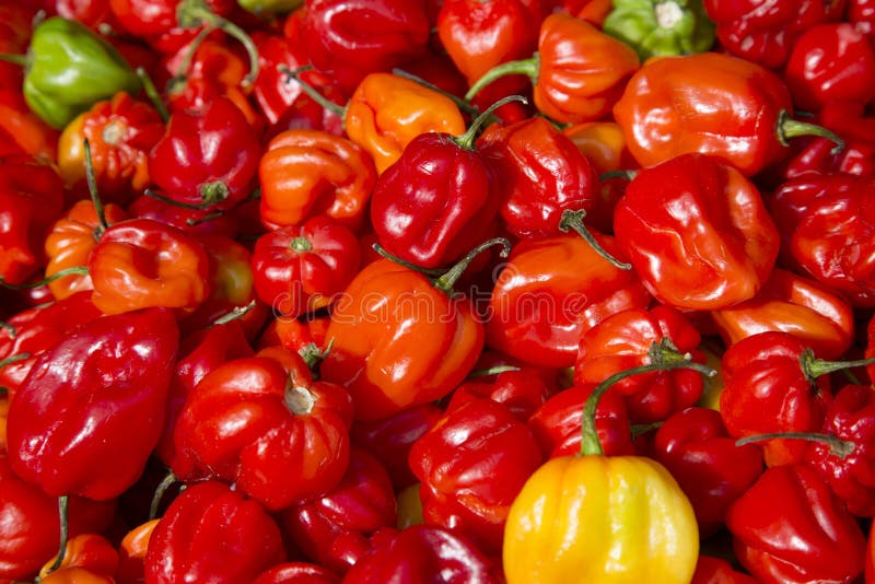 Red Pepper Background stock image. Image of vegetable - 88033499