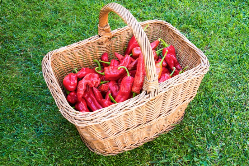 Red Pepper in the Basket stock image. Image of dieting - 77775109