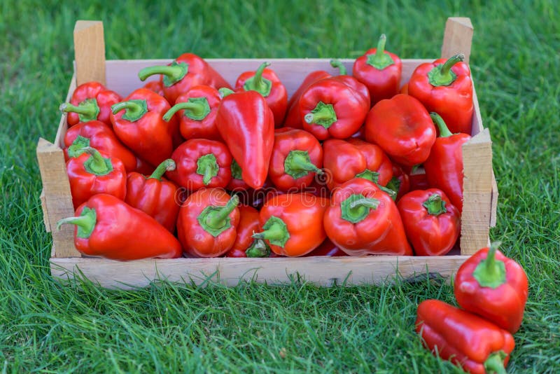 Red pepper box stock photo. Image of market, food, macro - 61856856