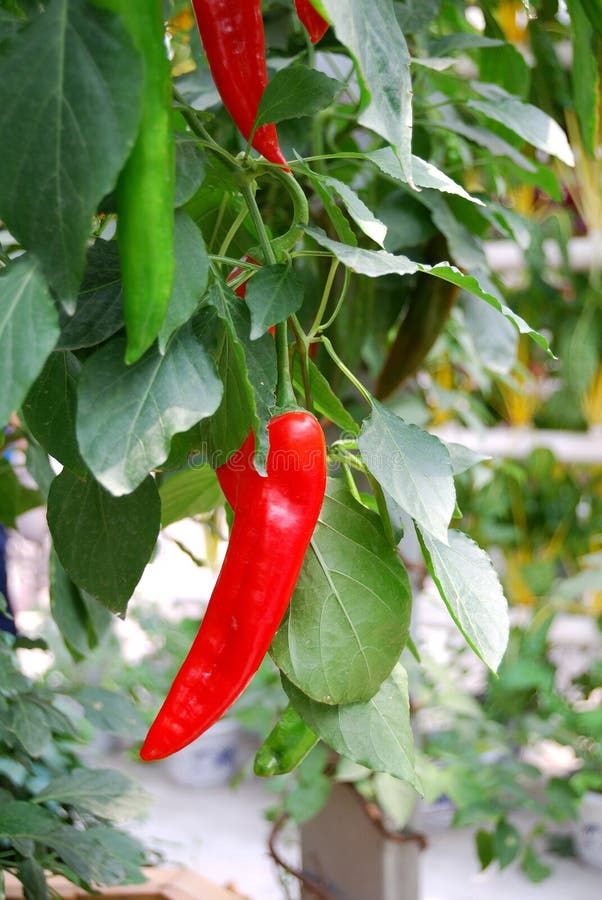 Red Pepper on the Bush in Nature Stock Image - Image of organic ...